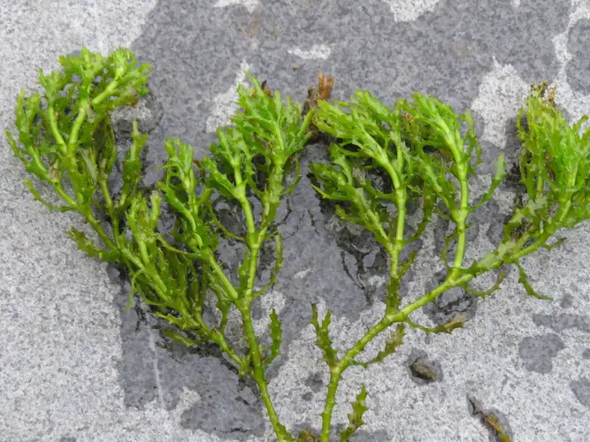 Náyade (Najas marina) - PictureThis