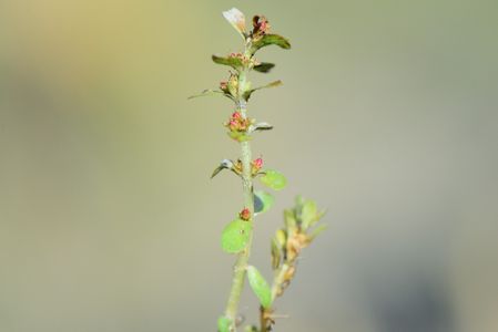 How to Grow and Care for Indian toothcup