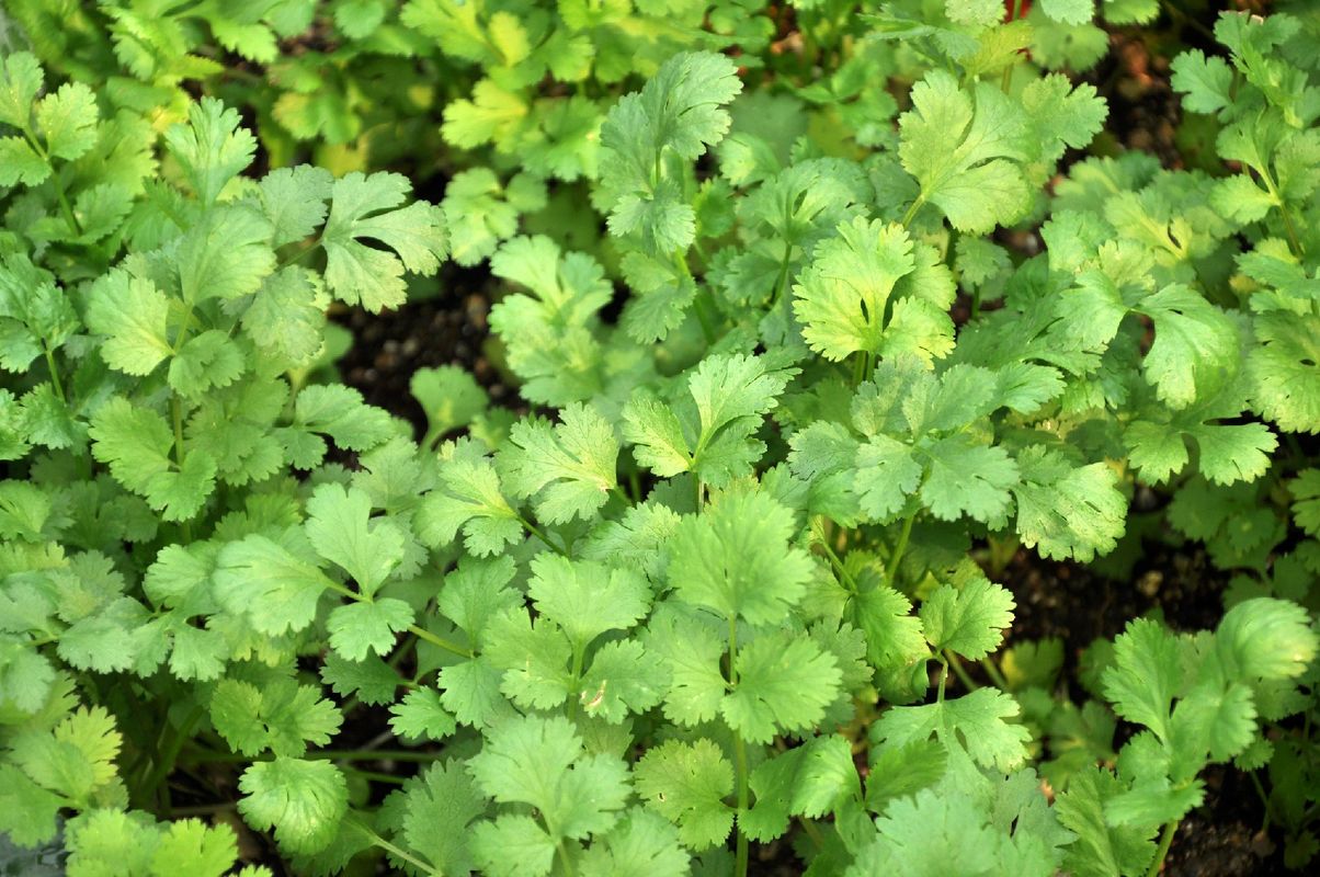 ¿Con qué frecuencia debes regar tu Cilantro?