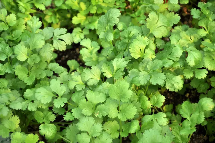 Cilantro (Coriandrum sativum) - PictureThis