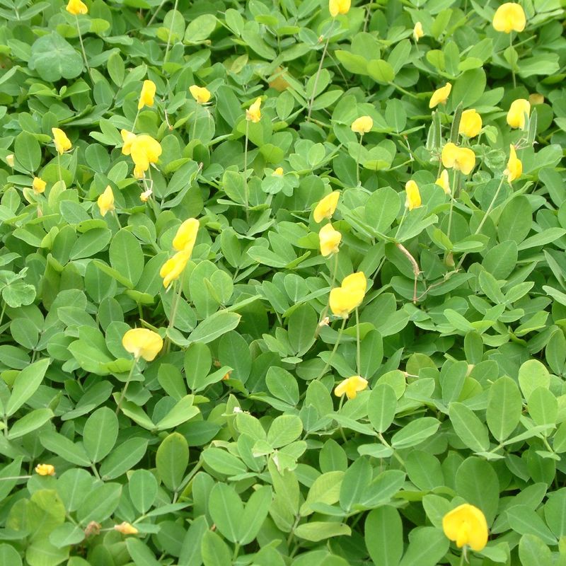 How Much Sunlight Does Your Wild Peanut Need?