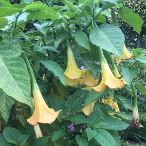 Floripondio ecuatoriano - Brugmansia aurea (Cuidado, Características ...