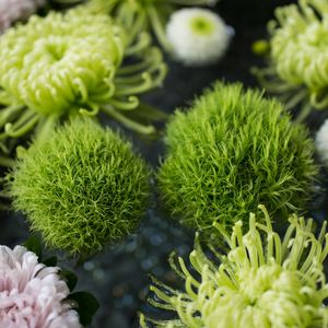 How to Grow and Care for Green Trick Dianthus