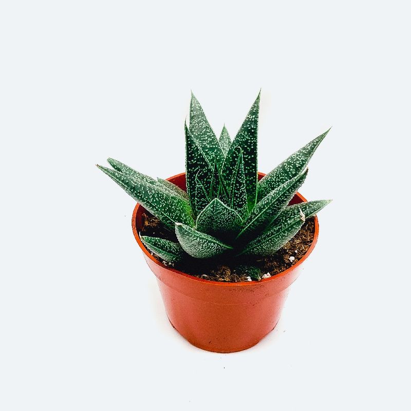 What Are the Common Problems in Gasteria Flow?