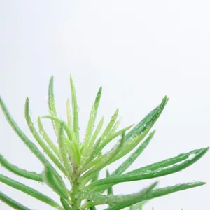 Where To Place Dwarf clone In Feng Shui? (Characteristics, Direction ...