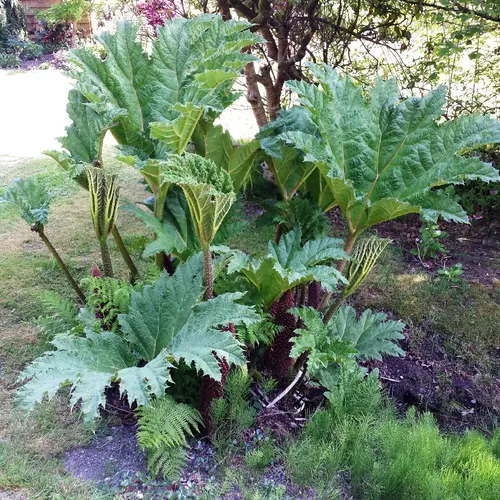 Гуннера красильная (Gunnera tinctoria) - PictureThis