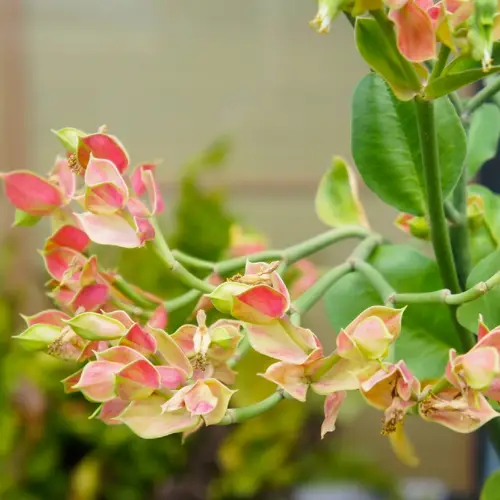 Candelilla (Euphorbia bracteata) - PictureThis