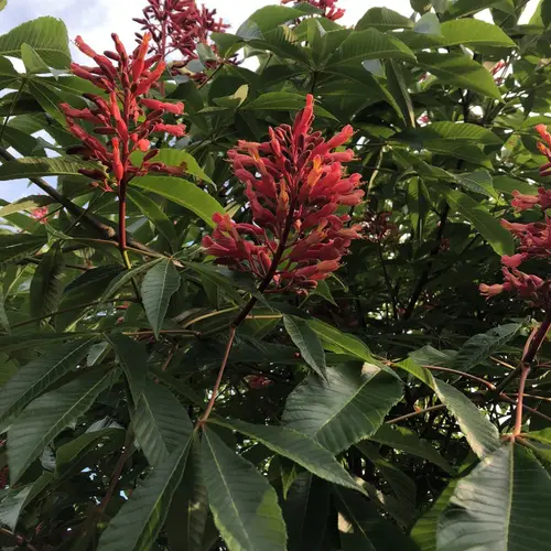 붉은칠엽수 (Aesculus pavia) - PictureThis