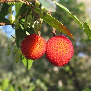 Strawberry tree - Arbutus unedo (Care, Characteristics, Symbolism ...