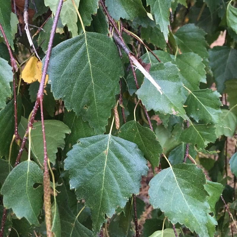 What Are Common Problems with Silver birch?
