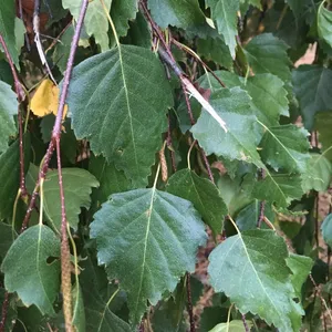 How to Pollinate Silver birch? (Pollinators, Time Window, Enhance, and ...