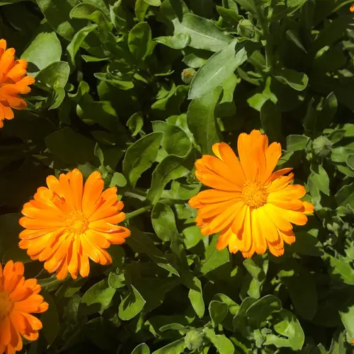 Caléndula (Calendula officinalis) - PictureThis