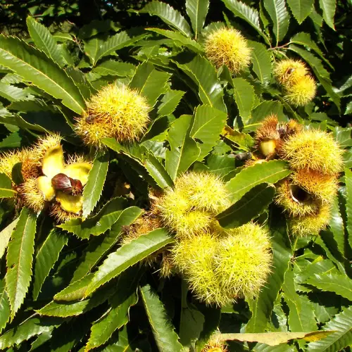 Sweet chestnut (Castanea sativa) Flower, Leaf, Care, Uses - PictureThis
