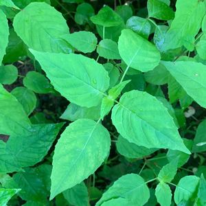 Hierba de la bruja - Circaea lutetiana (Cuidado, Características ...