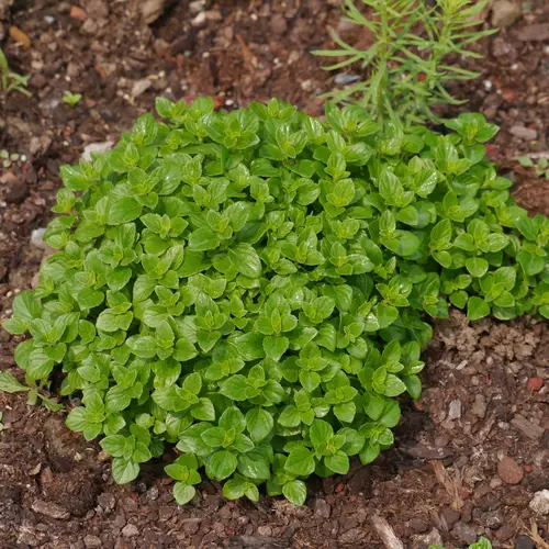 How to Plant and Grow Lesser calamint(Clinopodium nepeta)