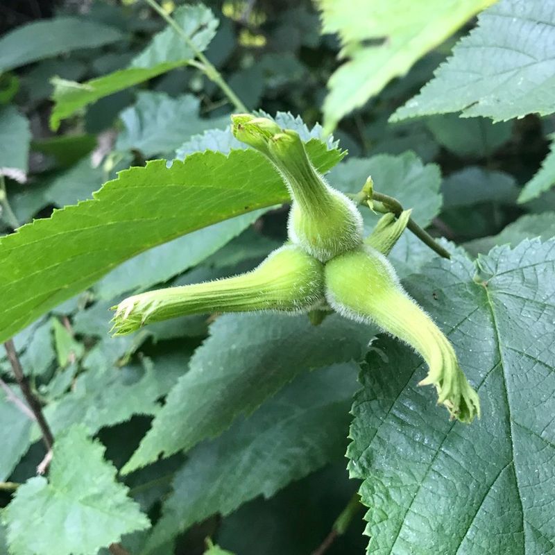 What Are Common Beaked hazelnut Problems?