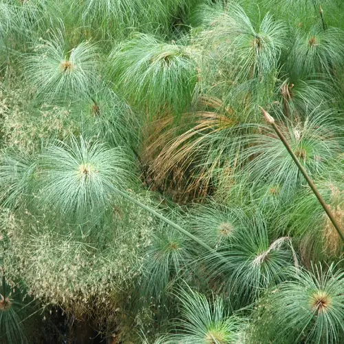 Papyrus sedge (Cyperus papyrus) Flower, Leaf, Care, Uses - PictureThis