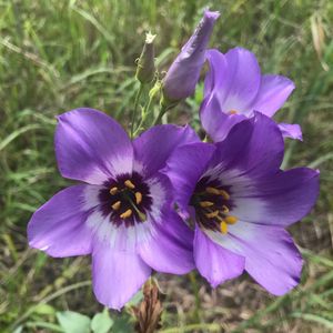 How to Grow and Care for Catchfly prairie gentian