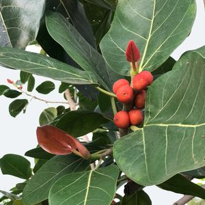 Banyan tree - Ficus benghalensis (Care, Characteristics, Invasive, Images)