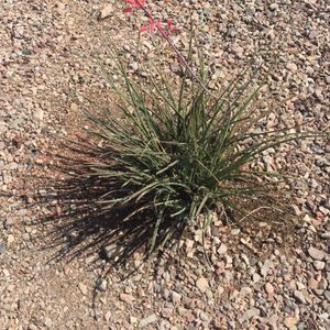How to Grow and Care for Red yucca
