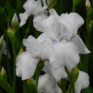 How to Transplant Bearded iris? (Ideal time, Methods, and Post Care)