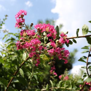 Resedá - Lagerstroemia indica (Cuidado, Características, Flor, Imagens)