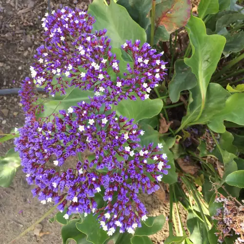 Limonión (Limonium perezii) - PictureThis
