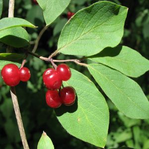 Cerecillo - Lonicera xylosteum (Cuidado, Características, Flor, Imágenes)