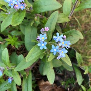 ฟอร์เก็ตมีน็อต (Myosotis sylvatica) - PictureThis