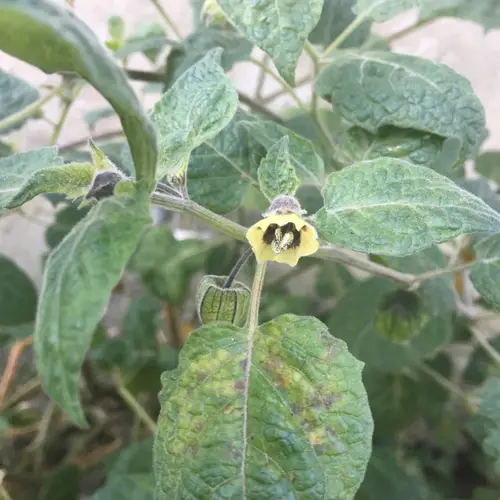How to Plant and Grow Cape gooseberry(Physalis peruviana)