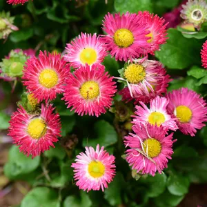 ☯️ Where To Place Common daisy In Feng Shui? (Characteristics ...