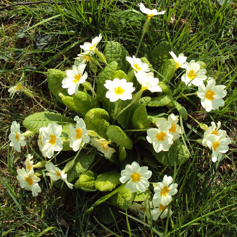 What Are the Common Problems With Common primrose?