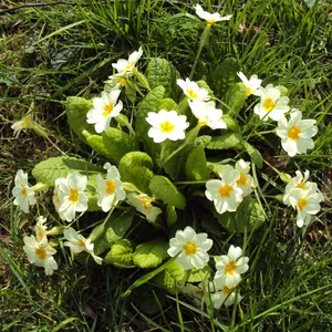 How To Transplant Common Primrose Ideal Time Methods And Post Care