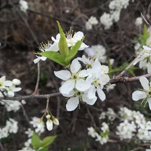 How to Prune American plum