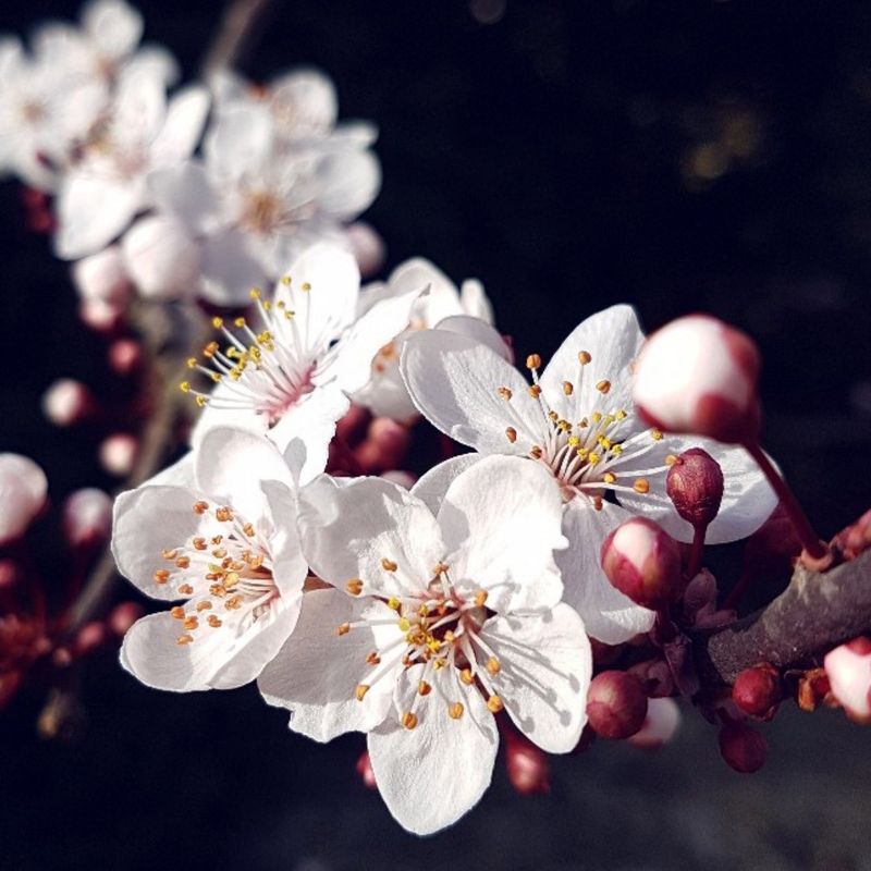 How to Solve Common Cherry plum Problems?