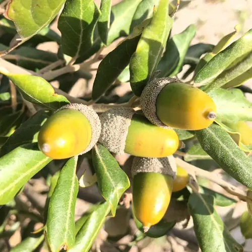 Encina (Quercus ilex) - PictureThis
