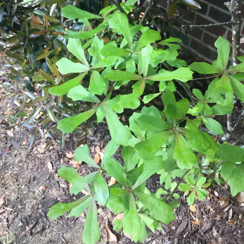 How to Plant and Grow Water oak(Quercus nigra)