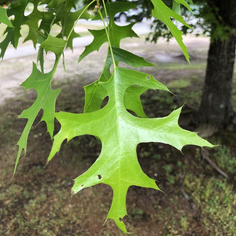 What Are Common Problems with Pin oak Trees?