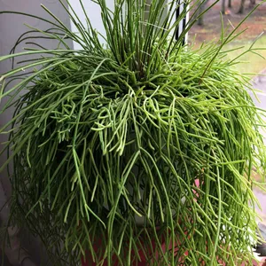 🍀 Cómo cultivar y cuidar una Nopalillo-mal ojo