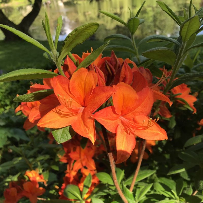 How to Solve Flame azalea Plant Problems?