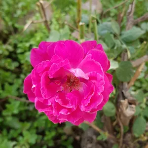 How to Pollinate French rose? (Pollinators, Time Window, Enhance, and ...