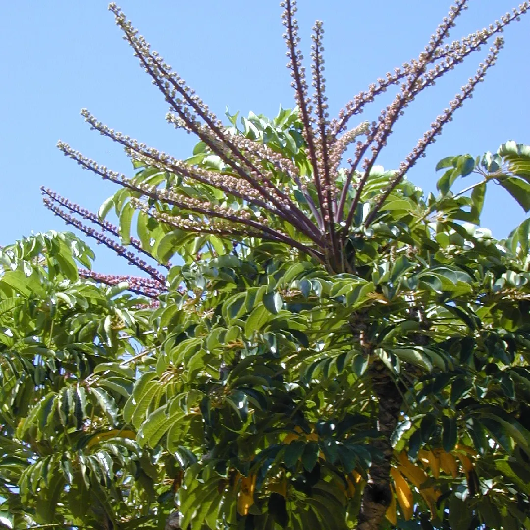 🍀 How to Grow and Care for Octopus tree