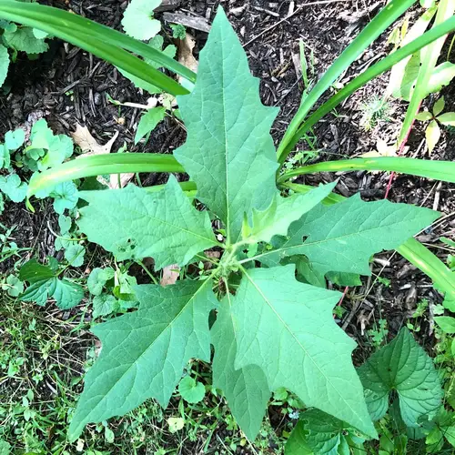 Carolina horsenettle (Solanum carolinense) Flower, Leaf, Care, Uses ...