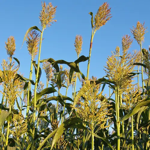 Grain sorghum (Sorghum bicolor) Flower, Leaf, Care, Uses - PictureThis