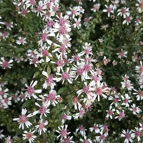 How to Plant and Grow Calico aster(Symphyotrichum lateriflorum)