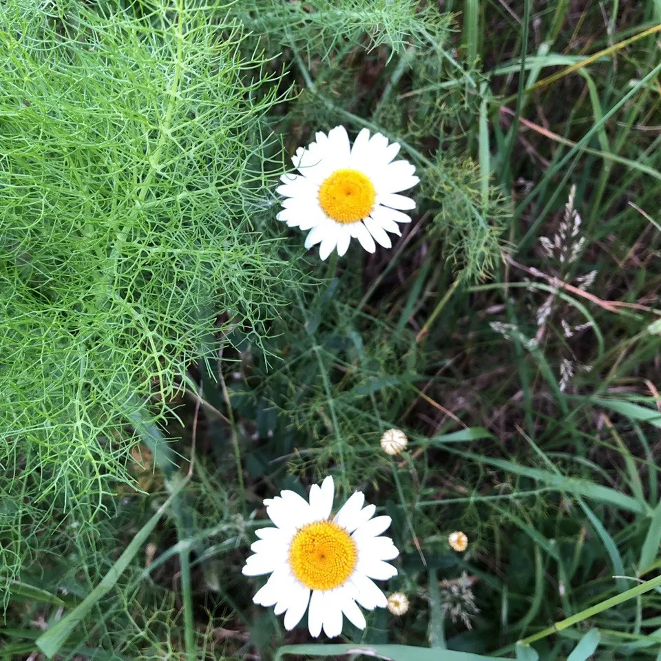 🍀 How to Grow and Care for Scentless mayweed