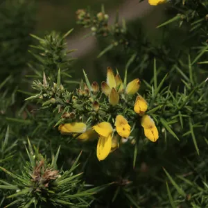 How to Prune Common gorse