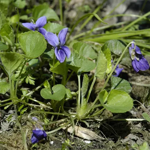 Sweet violet (Viola odorata) Flower, Leaf, Care, Uses - PictureThis