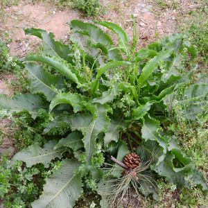 Romaza crespa - Rumex crispus (Taxonomía, Características, Invasivo ...