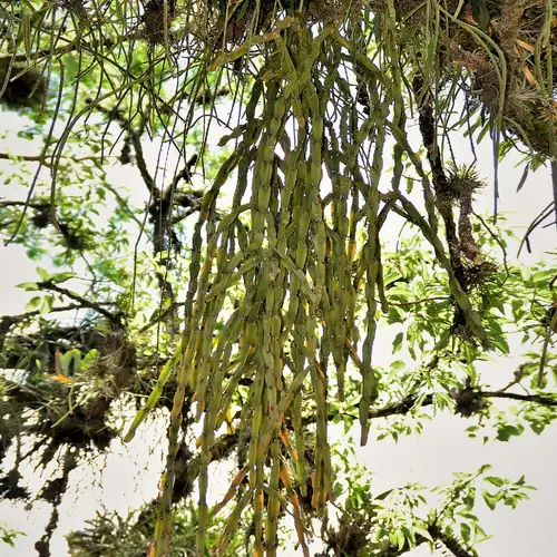 Chain cactus (Rhipsalis paradoxa) Flower, Leaf, Care, Uses - PictureThis